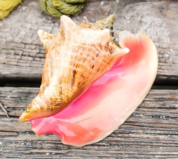 Bahamas’ sweet little sister