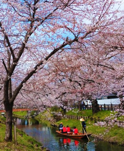 Koedo Kawagoe Spring Boat Tour: An Experience Like No Other