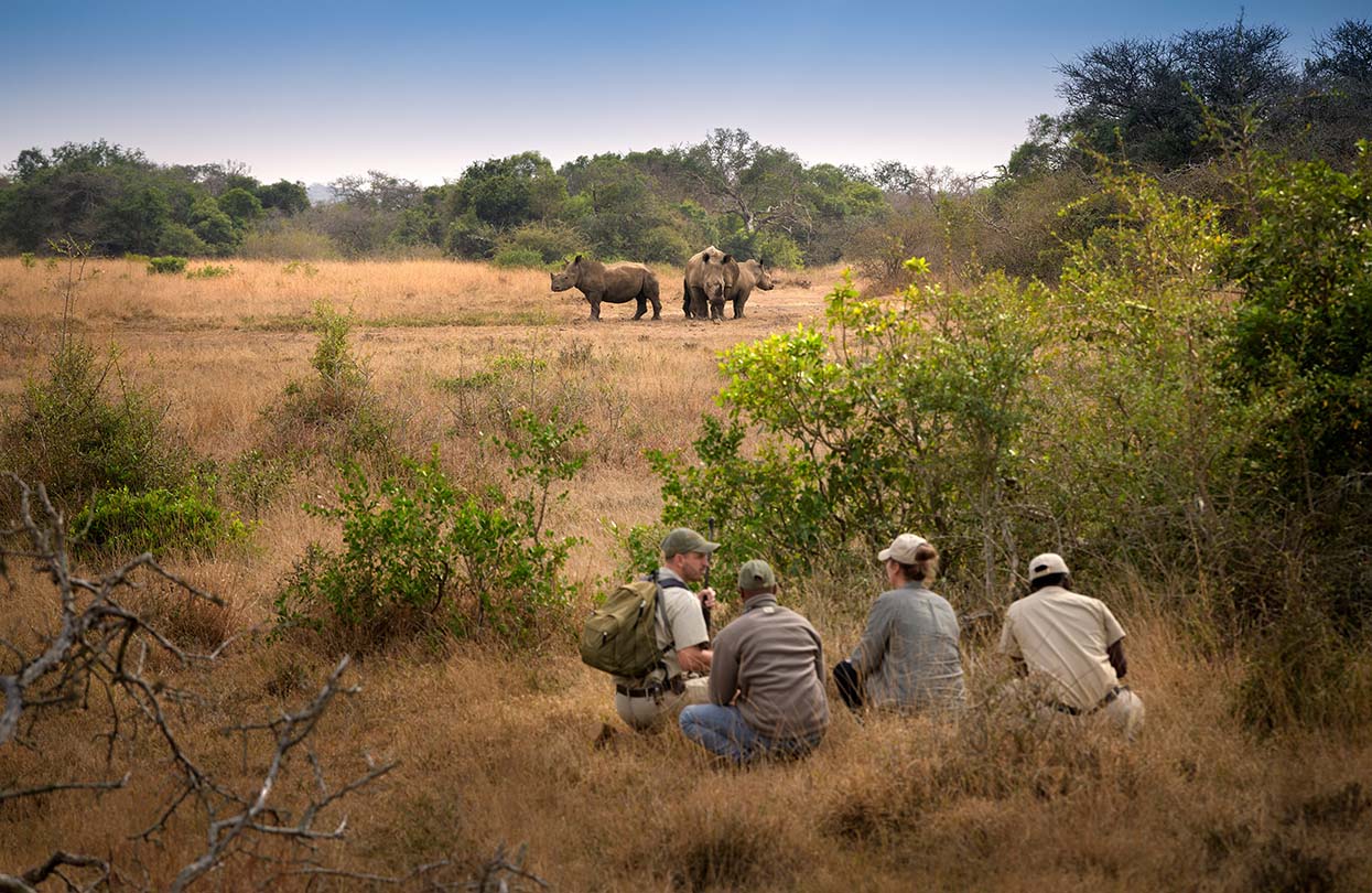 Zulu Zen Reborn: &Beyond Phinda's Sand Forest Safari Experience